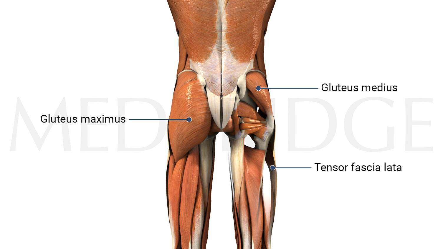 gluteus medius muscle function