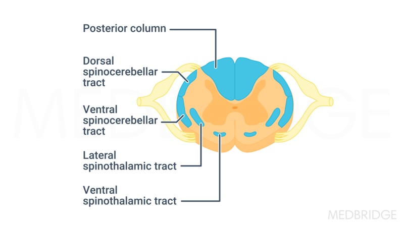Neuroanatomy Part 2: The Spinal Cord | Medbridge