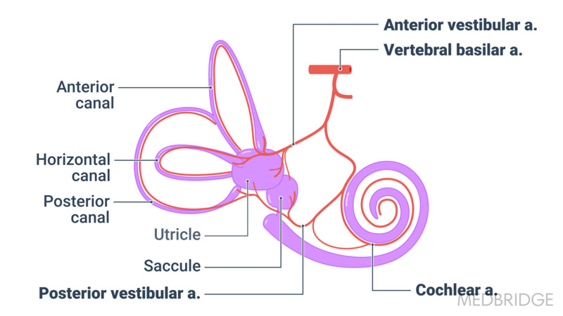 Identification and Management of Unilateral Vestibular Disorders ...