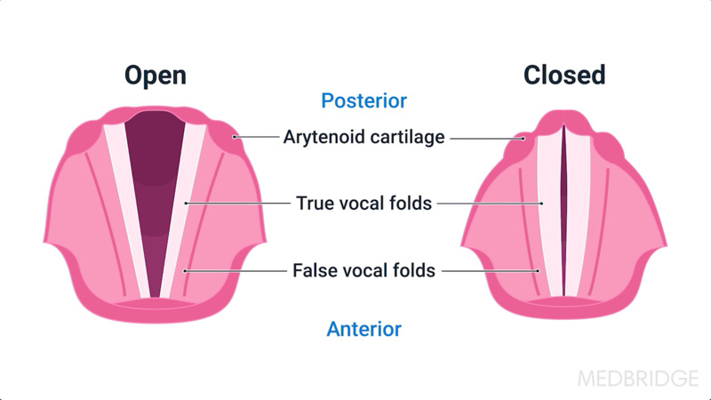 FEES: Normal Variant vs. Anatomical Abnormality | Medbridge