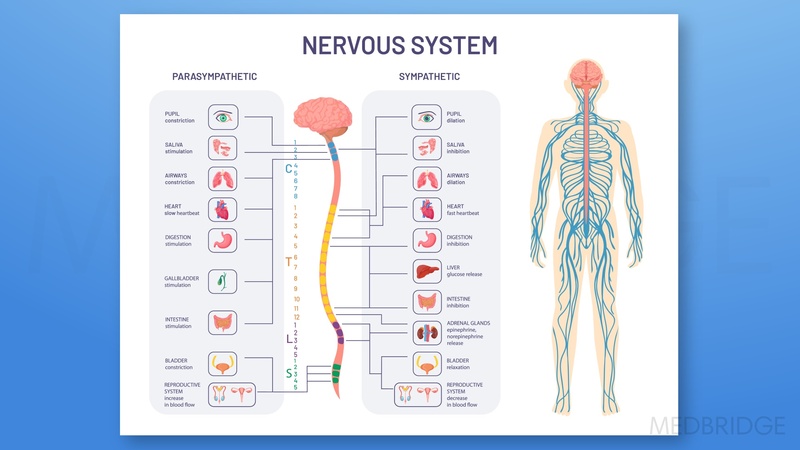 Autonomic Dysfunction in Neurologic Physical Therapy | Medbridge
