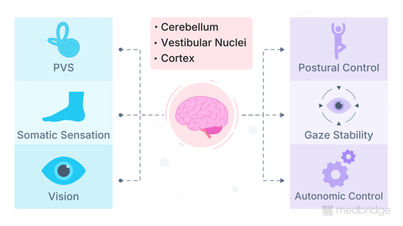 Anatomy and Physiology of the Central Vestibular System | Medbridge